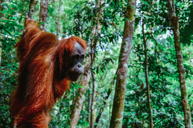 Conecta con los animales en Isla de Sumatra, Indonesia - Revista Más Viajes